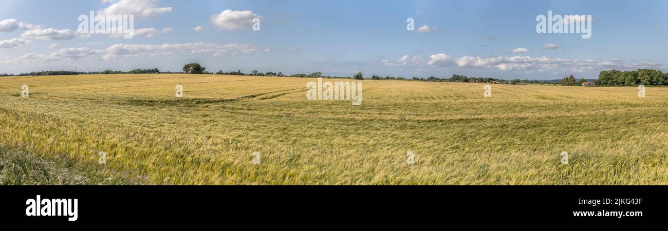 landscape with large rye fields in hilly countryside, shot near ...