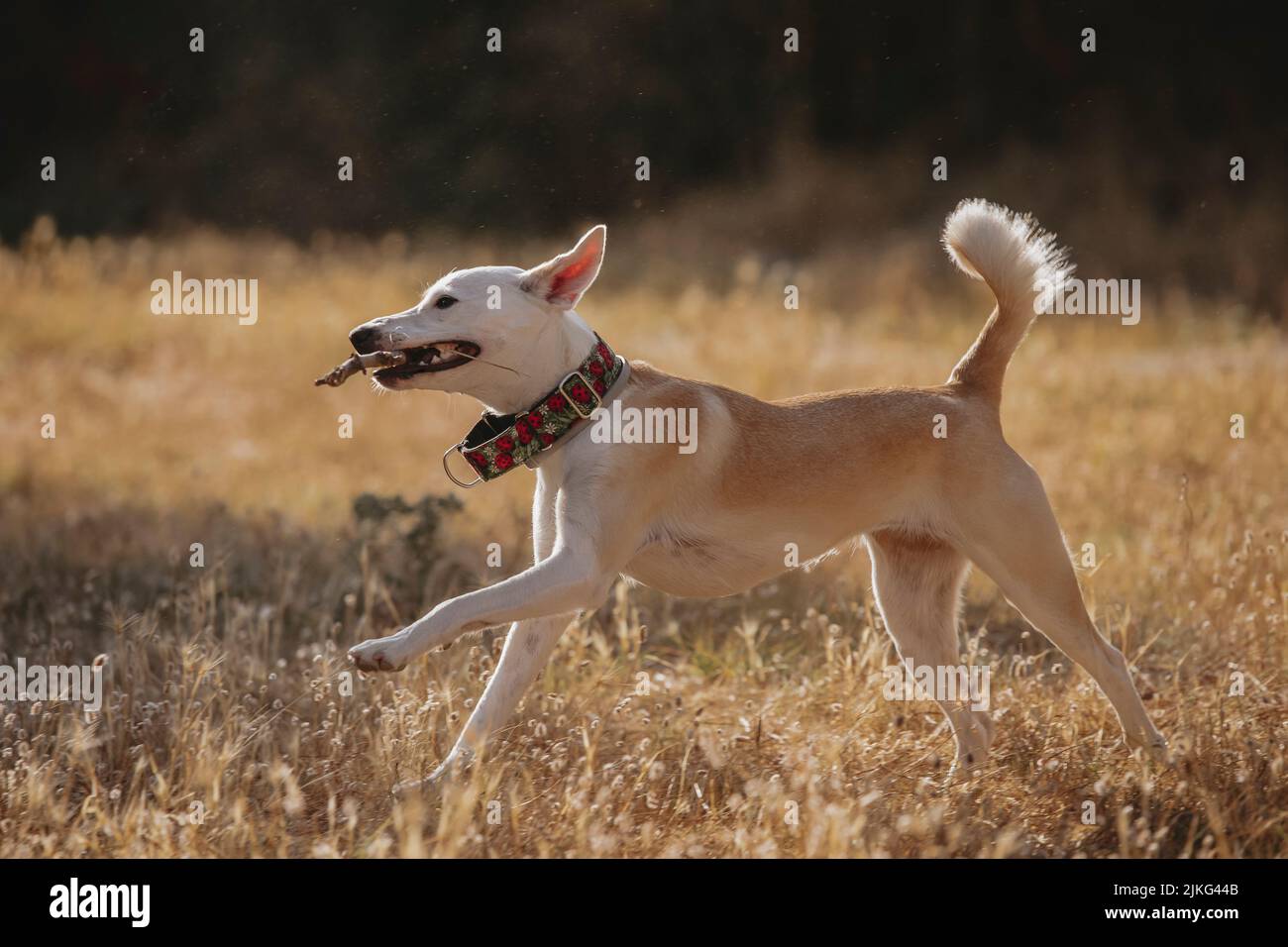 Funny portrait of a female dog running with a stick on the golden grass ...
