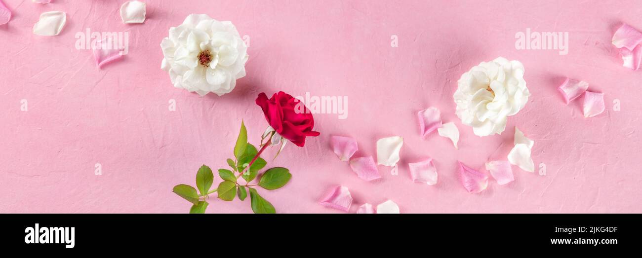 Floral panorama with roses and petals on a pink background, overhead ...