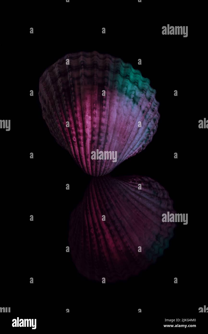 Beautiful sea old seashells in neon light. Minimalism retro style ...