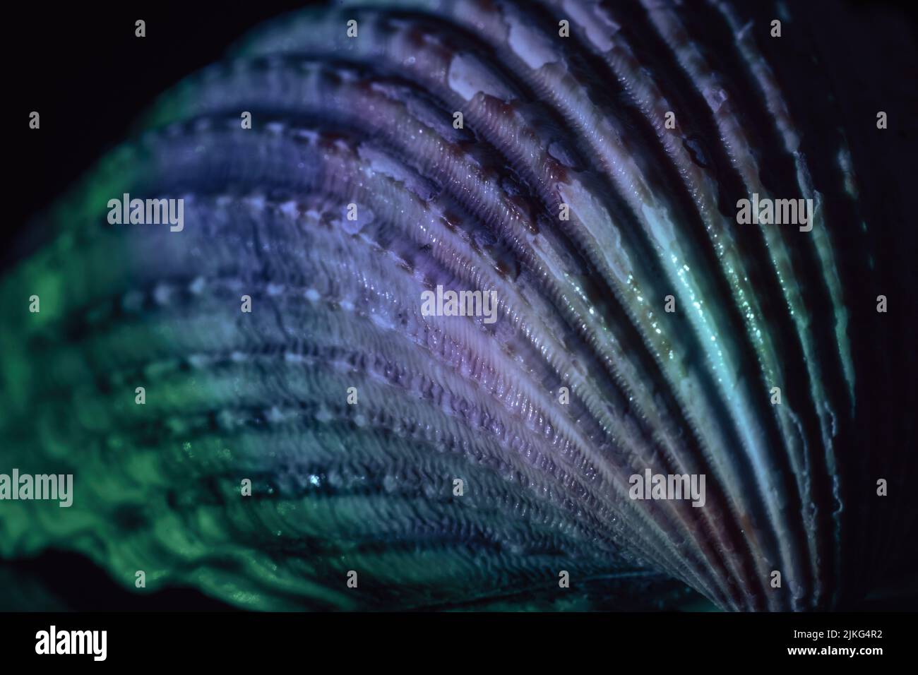 Close up Beautiful sea old seashells in neon light. Minimalism retro ...