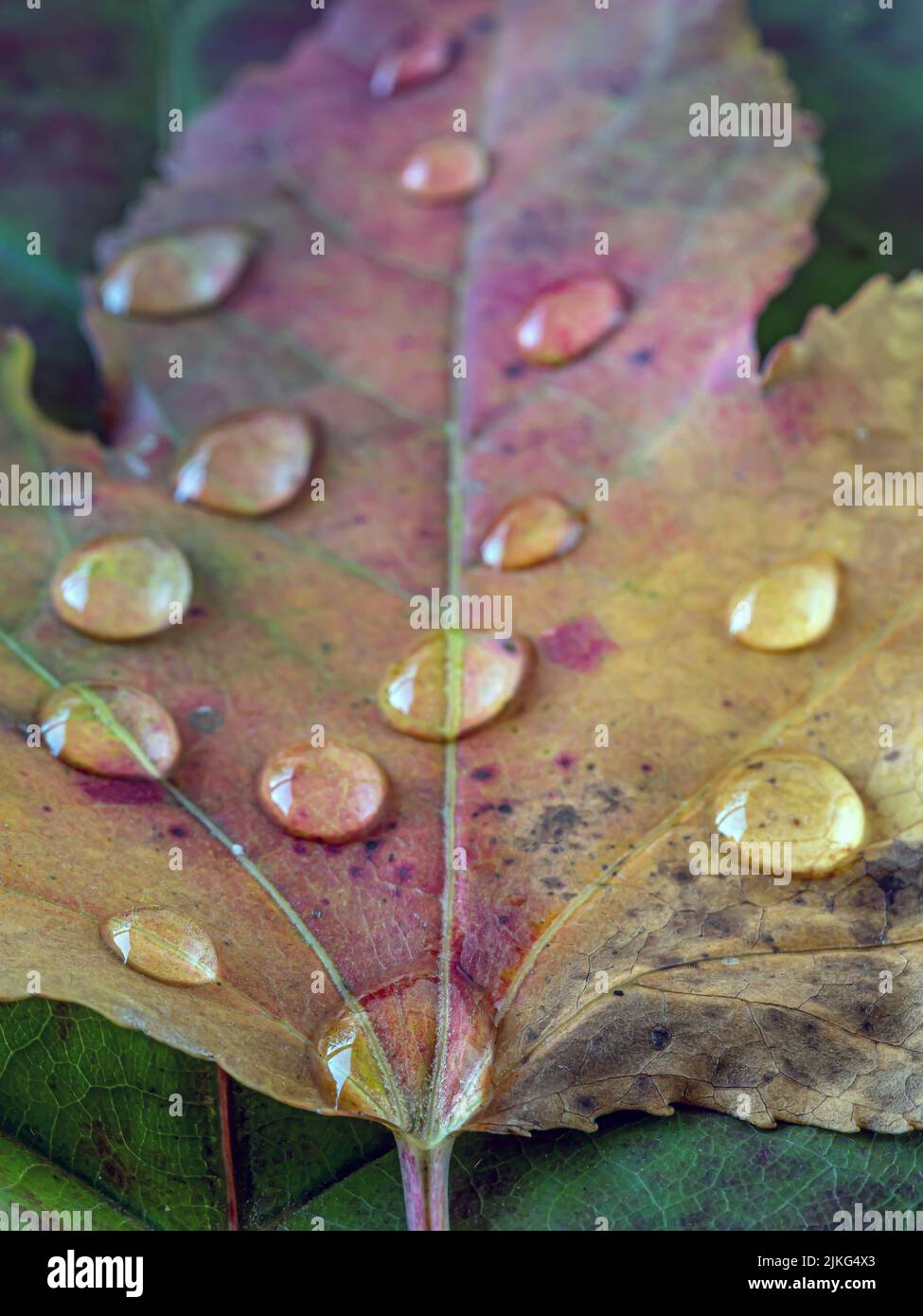 Large drops rain fall in hi-res stock photography and images - Alamy