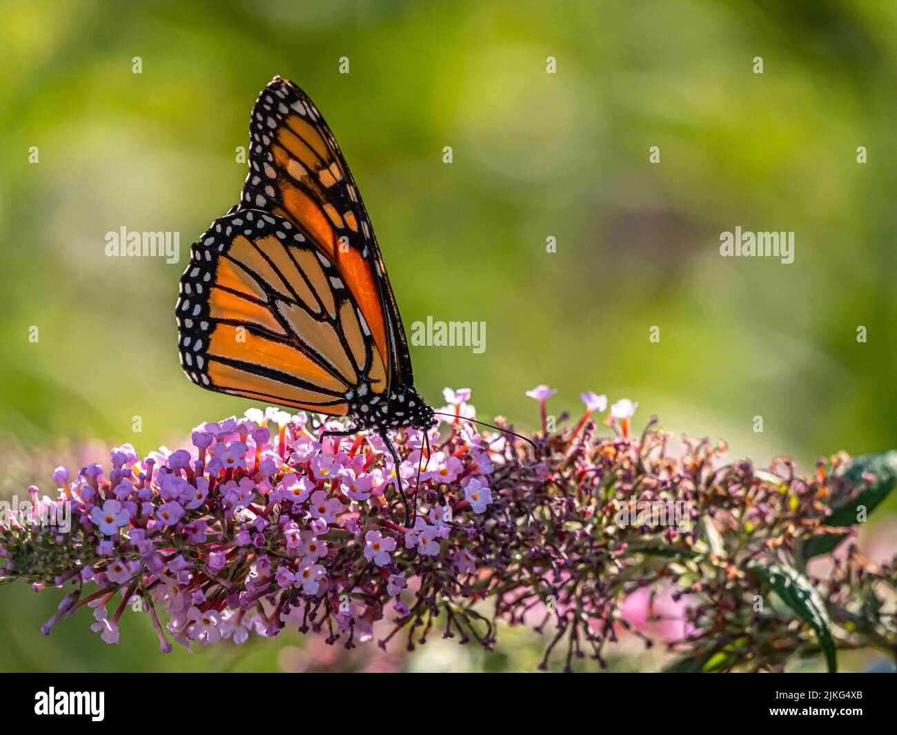 monarch butterfly,Danaus plexippus) is a milkweed butterfly in the ...