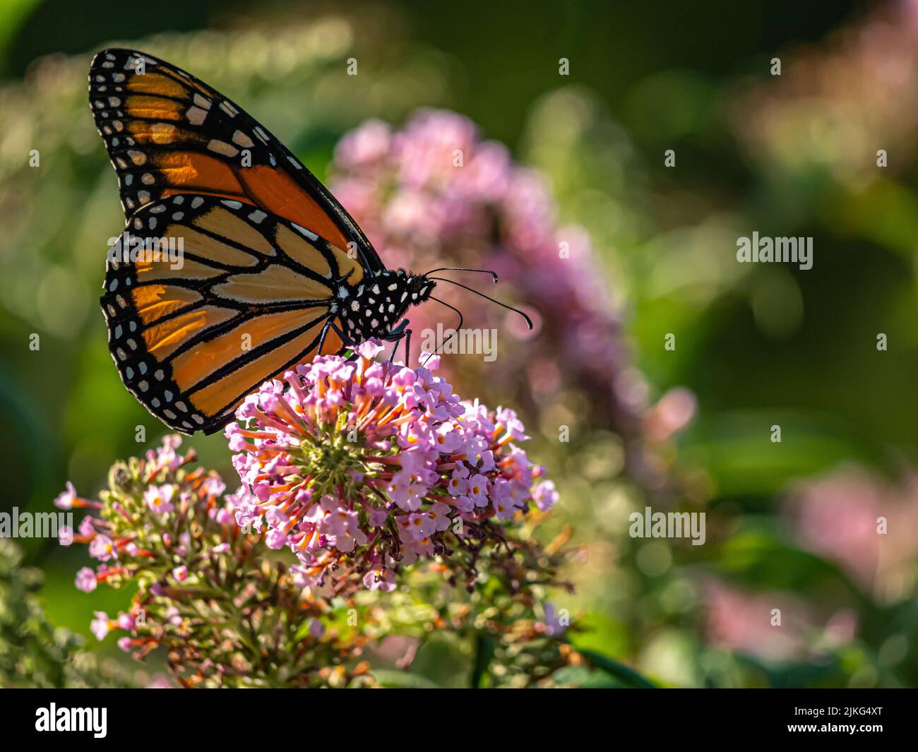 monarch butterfly,Danaus plexippus) is a milkweed butterfly in the ...