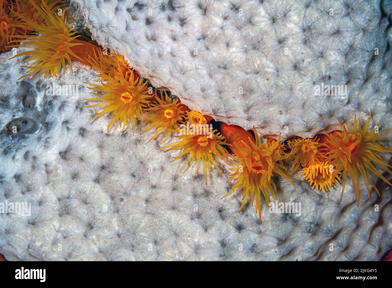 Orange cup coral,Tubastraea coccinea,belongs to a group of corals known ...