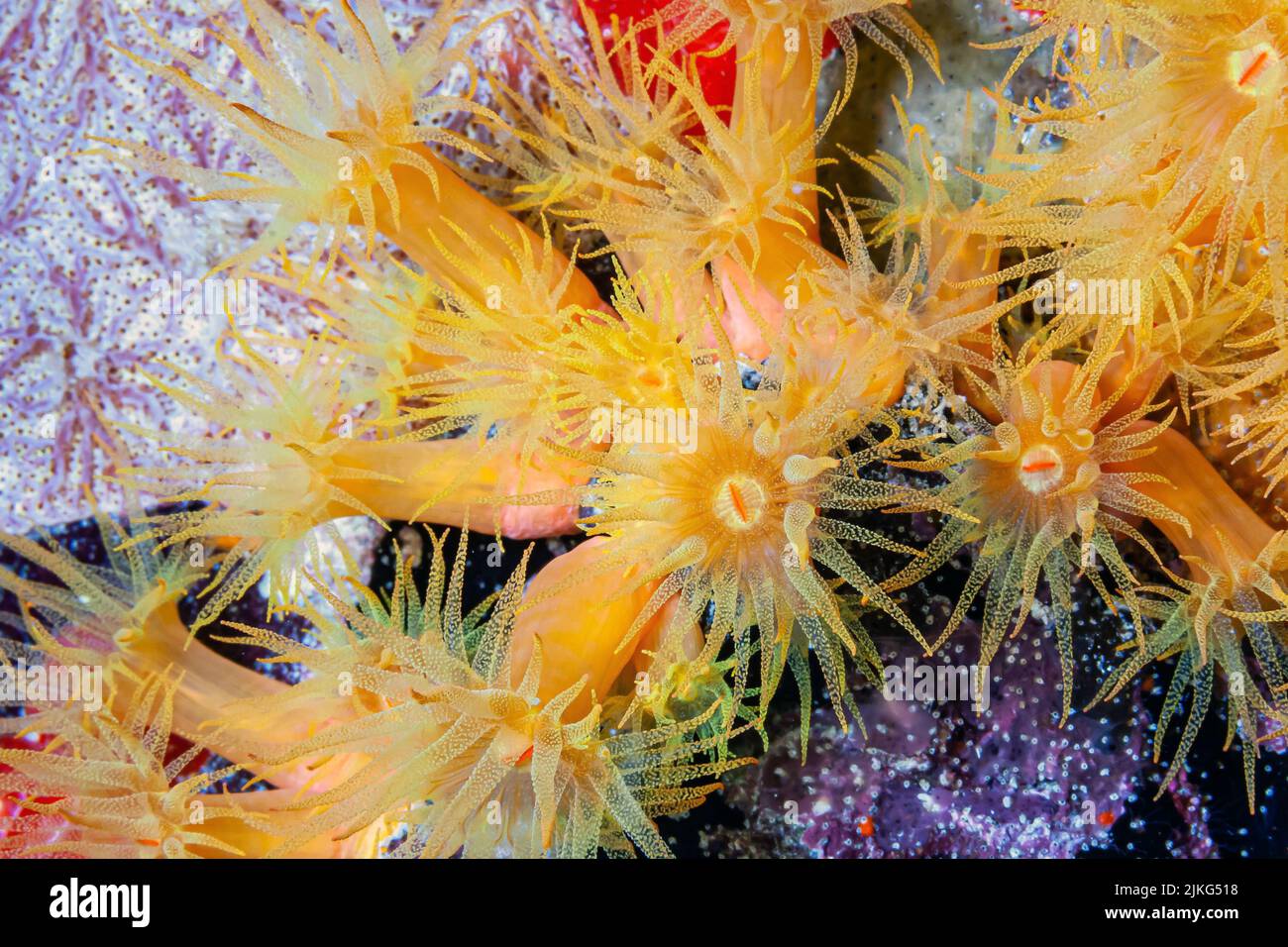 Orange cup coral,Tubastraea coccinea,belongs to a group of corals known ...