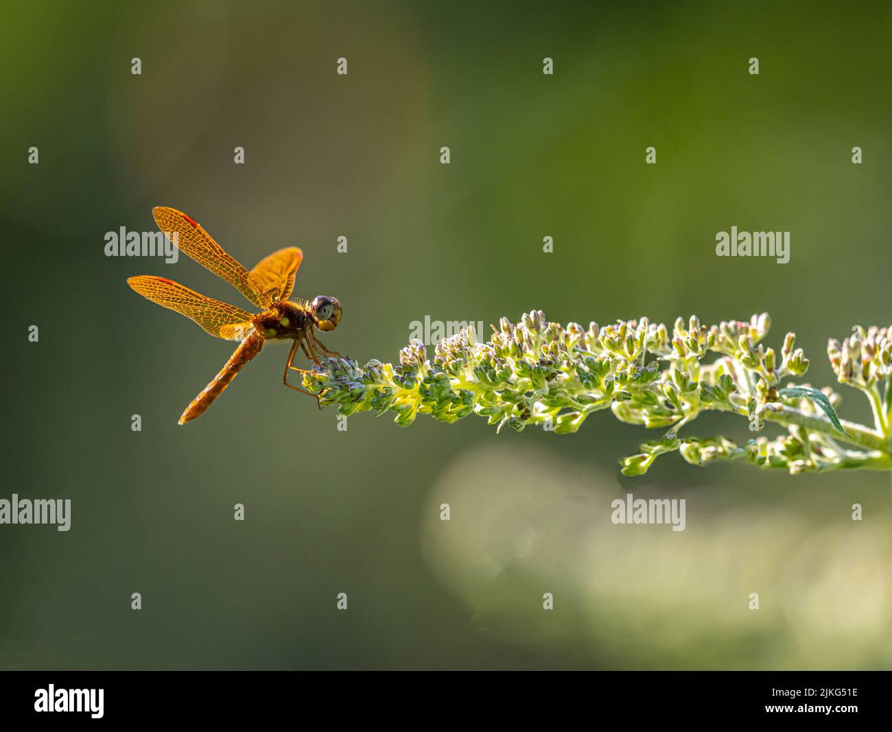 Dragonfly is an insect belonging to the order Odonata, infraorder ...