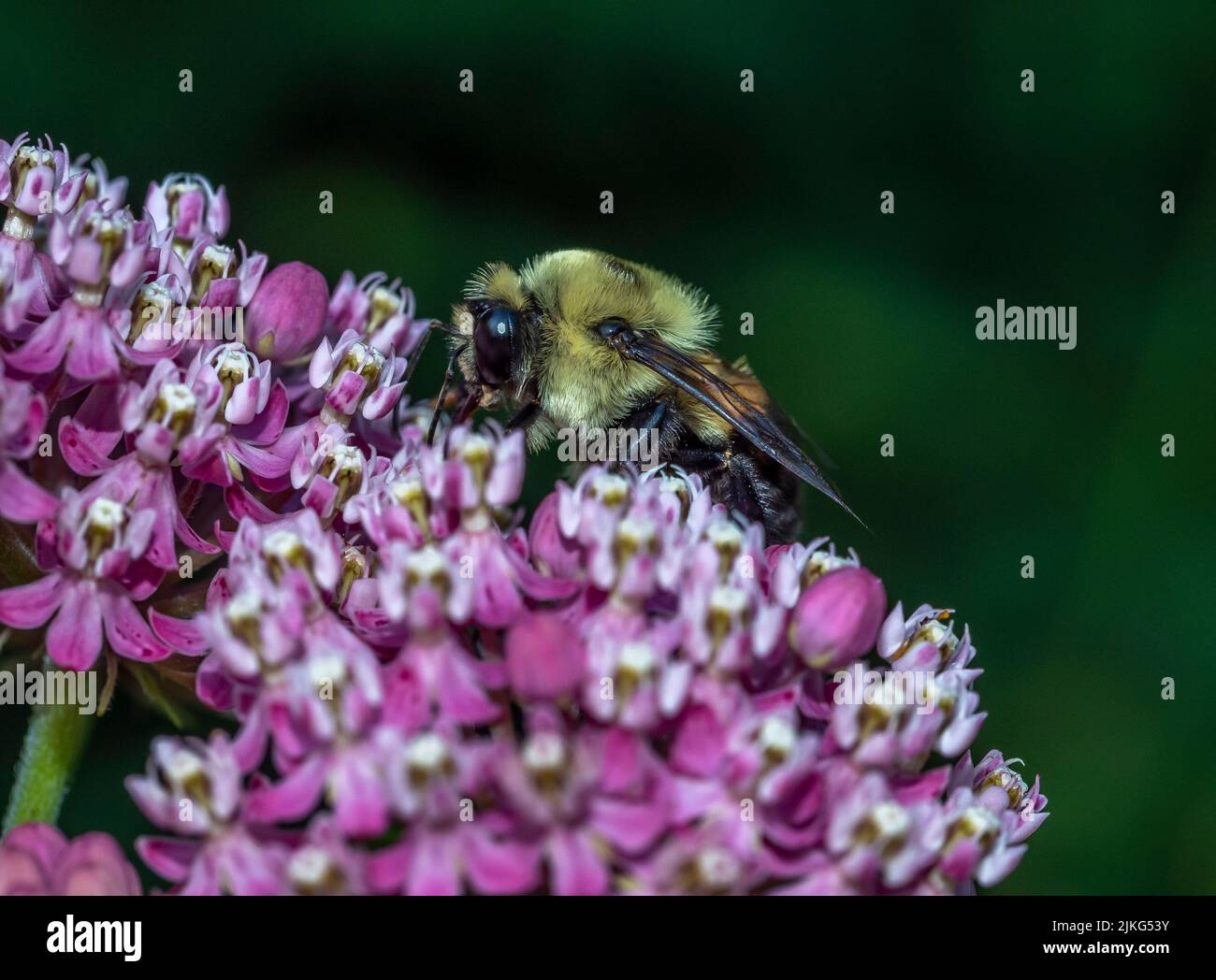 bumblebee, bumble bee, genus Bombus, part of Apidae, one of the bee ...