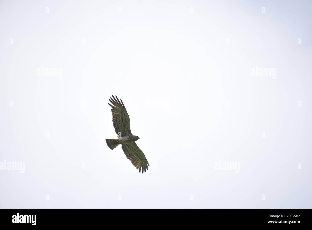 A low angle shot of Short-toed snake eagle with open wings soaring in ...