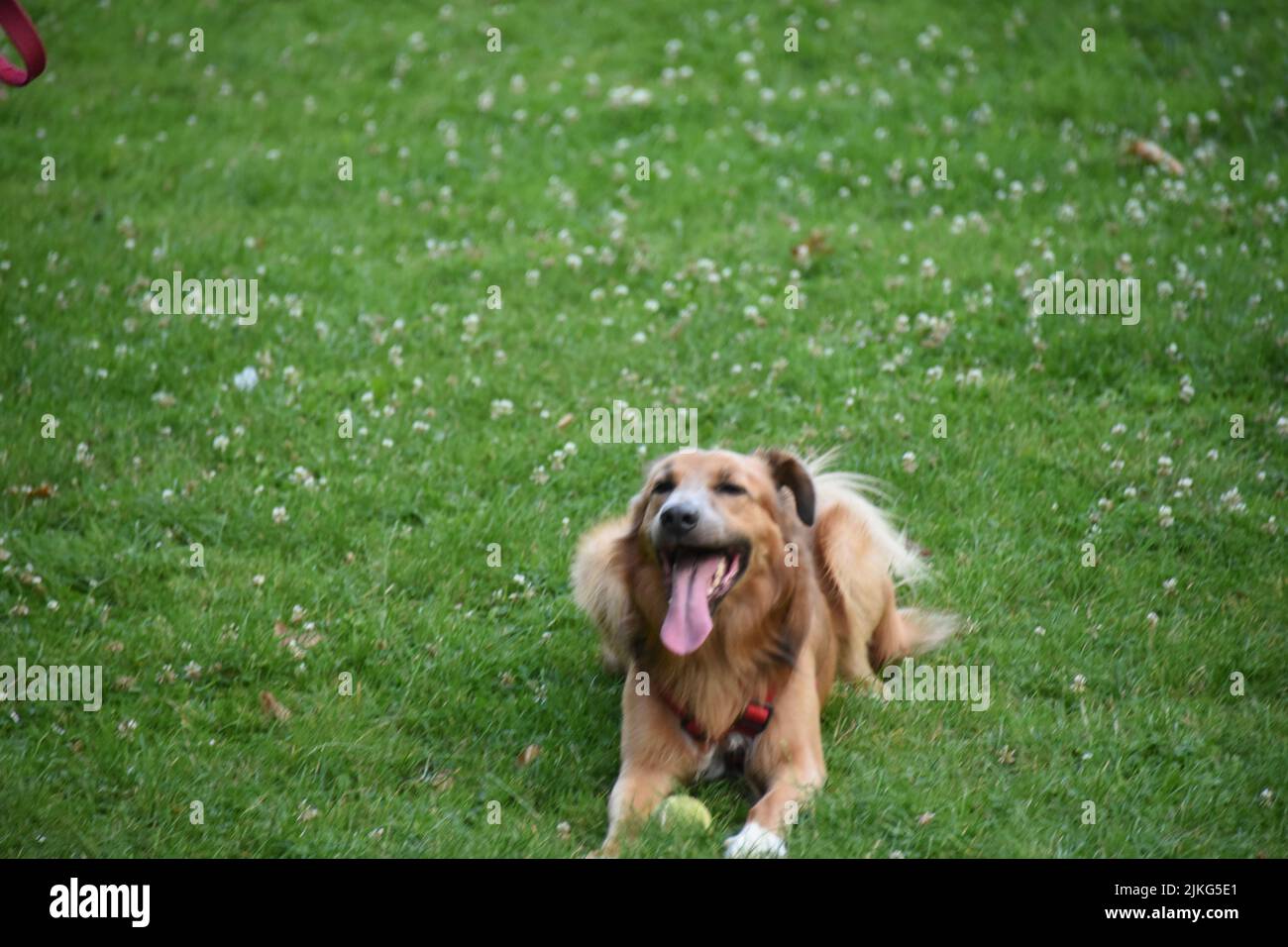 An adorable Basque Shepherd Dog with the tongue out lying in the green ...