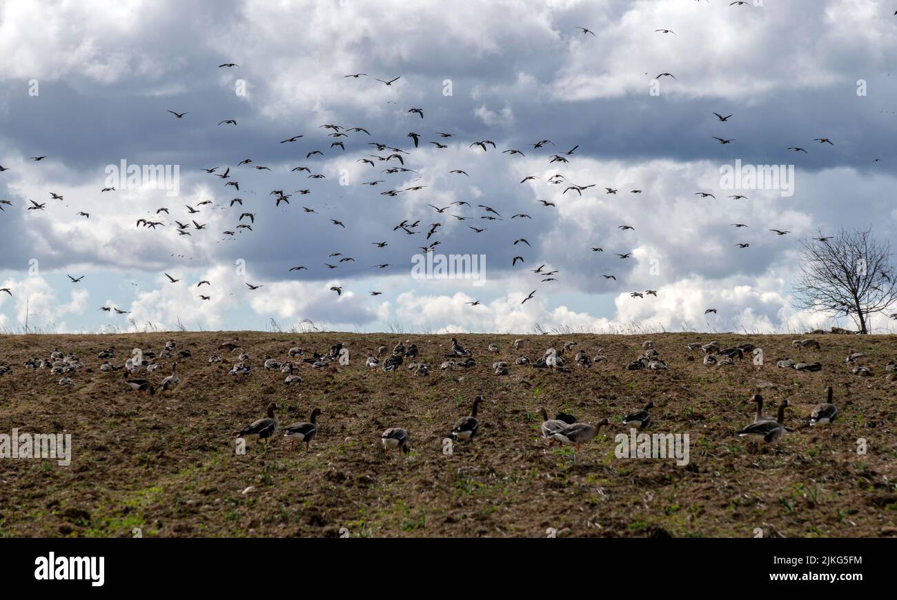 landscape with flying birds on a field background, bird migration Stock ...