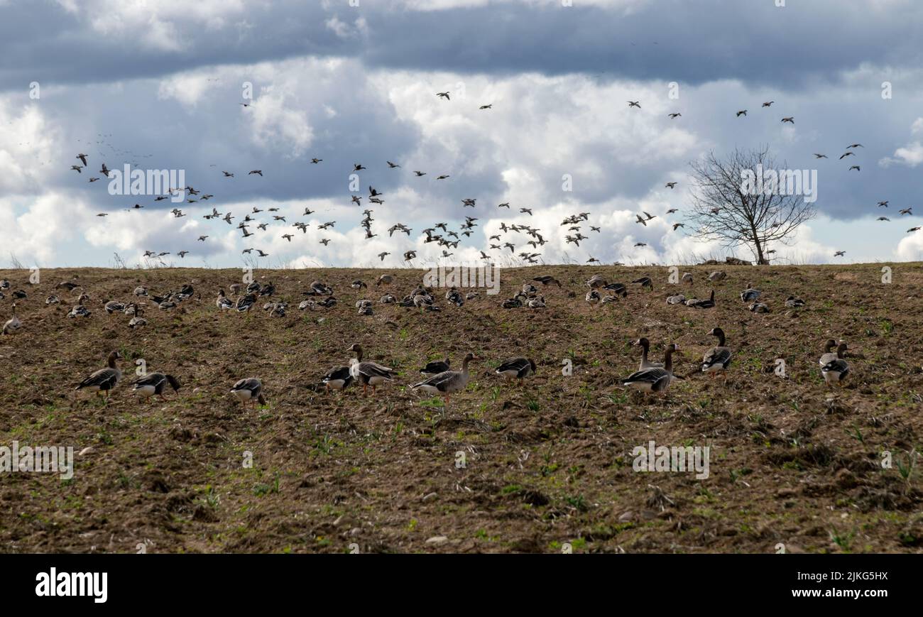 landscape with flying birds on a field background, bird migration Stock ...