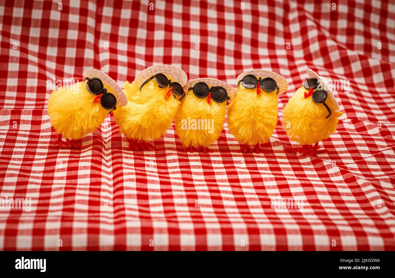Five mini, fluffy easter chicks wearing summer hats and sunglasses on a ...