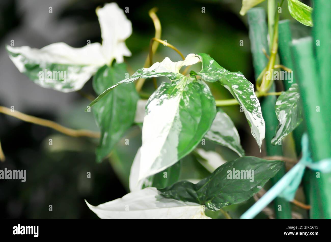Syngonium podophyllum, Arrowhead Vine or Goosefoot Plant or Araceae or ...
