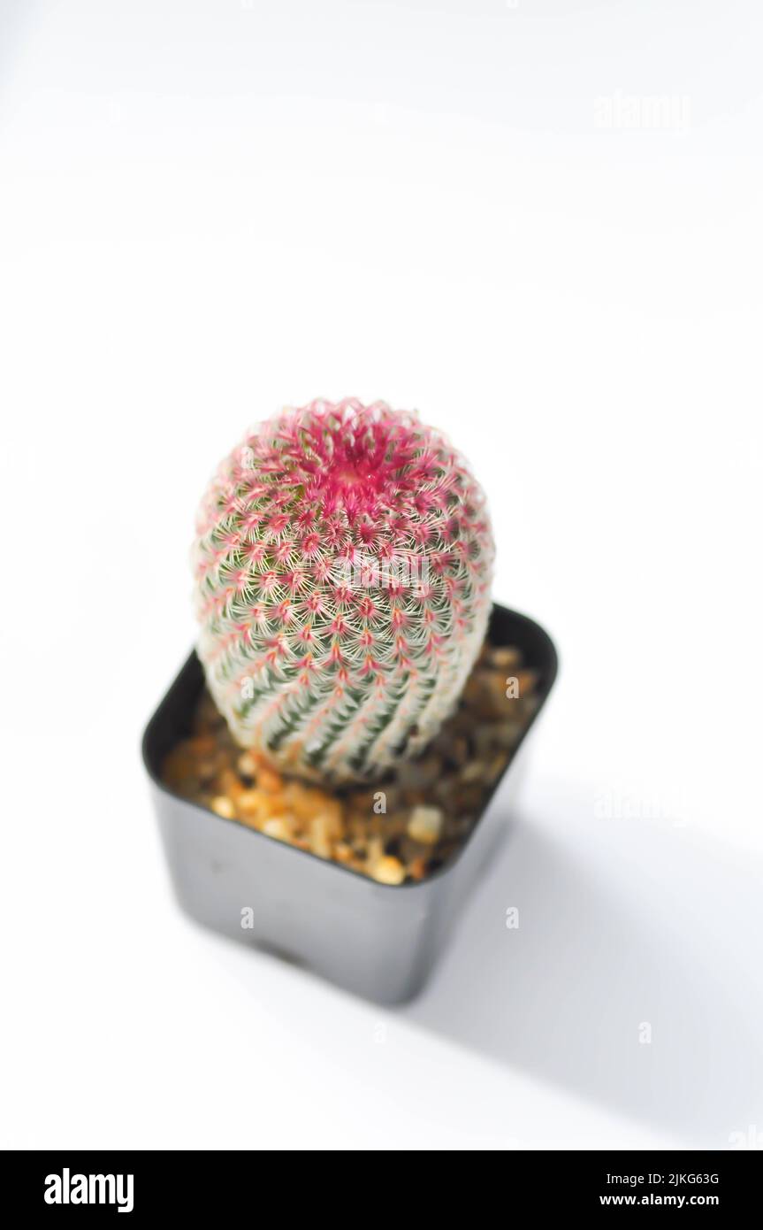 echinocereus pectinatus rubispinus,echinocereus pectinatus or pink ...