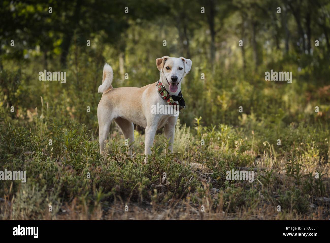 Full body portrait of a happy female dog standing on the golden grass ...