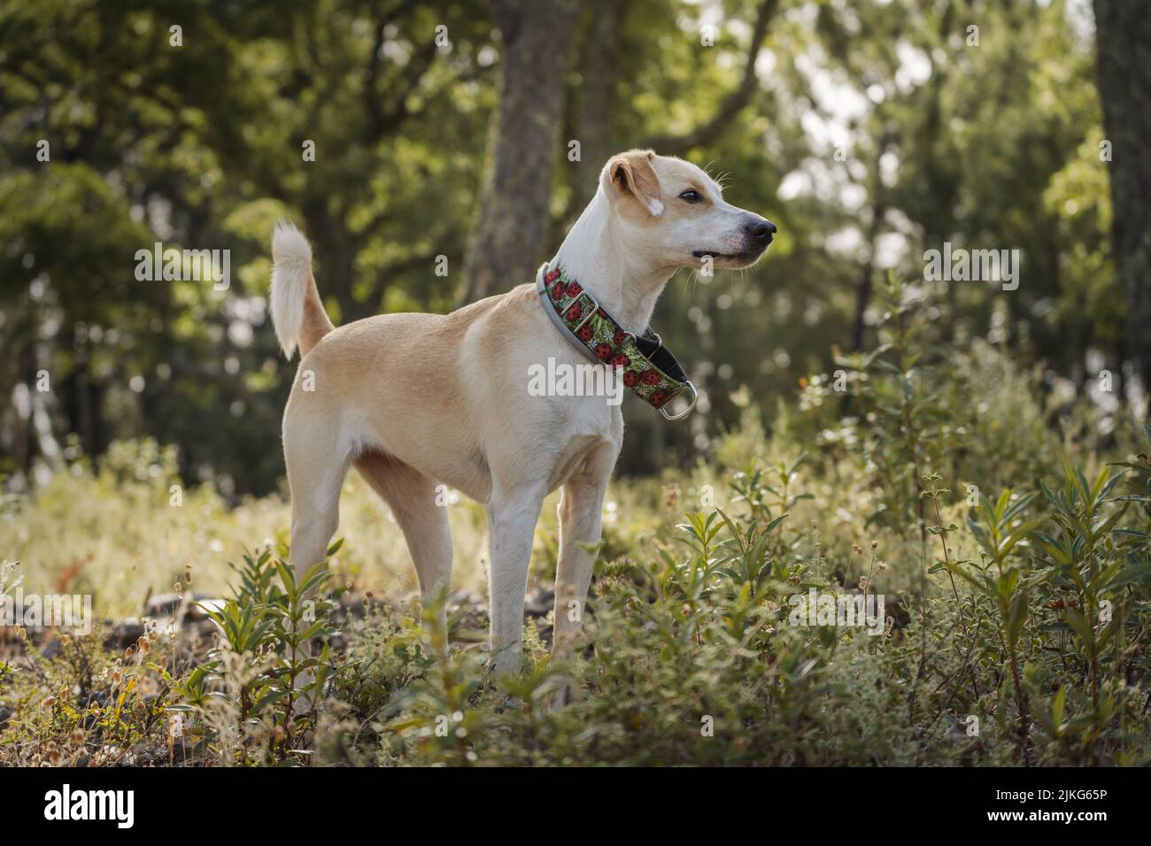 Full body portrait of a beautiful female dog standing on the golden ...