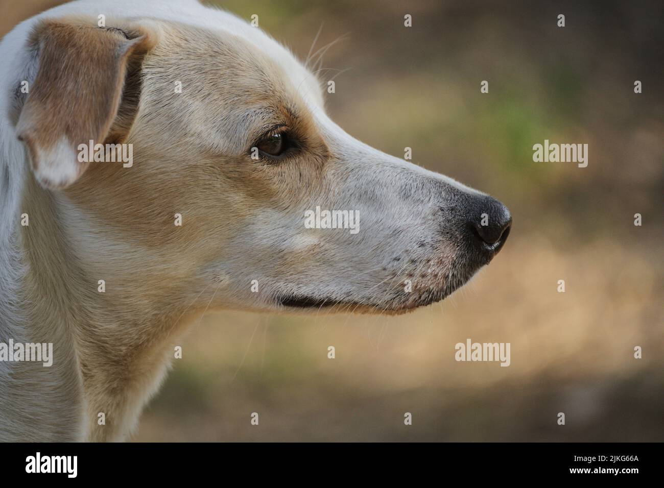 Close up portrait of a female dog sniffing the air Stock Photo - Alamy