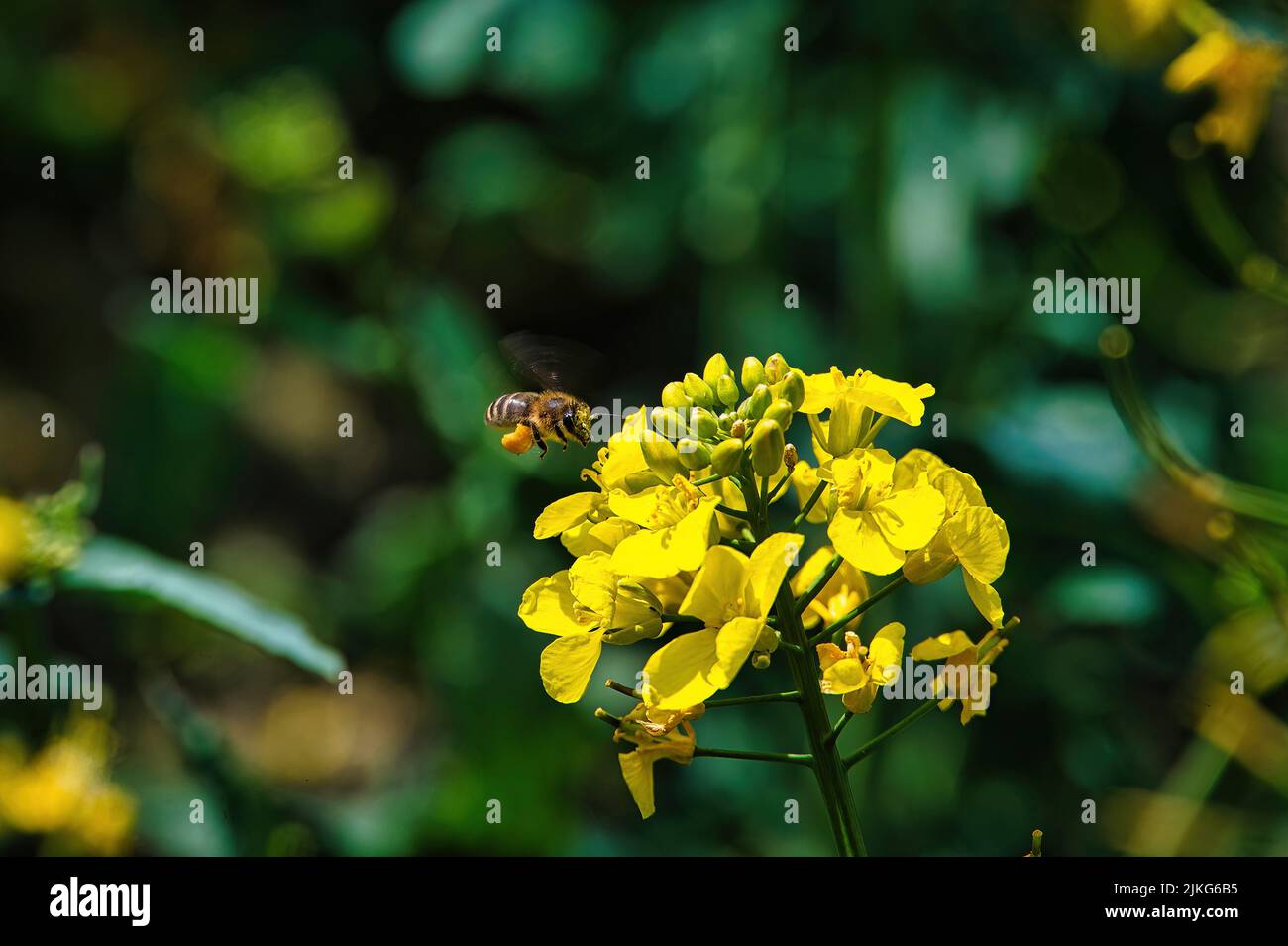 Honey bee (Apis mellifera) with pollen on its legs flies towards the ...
