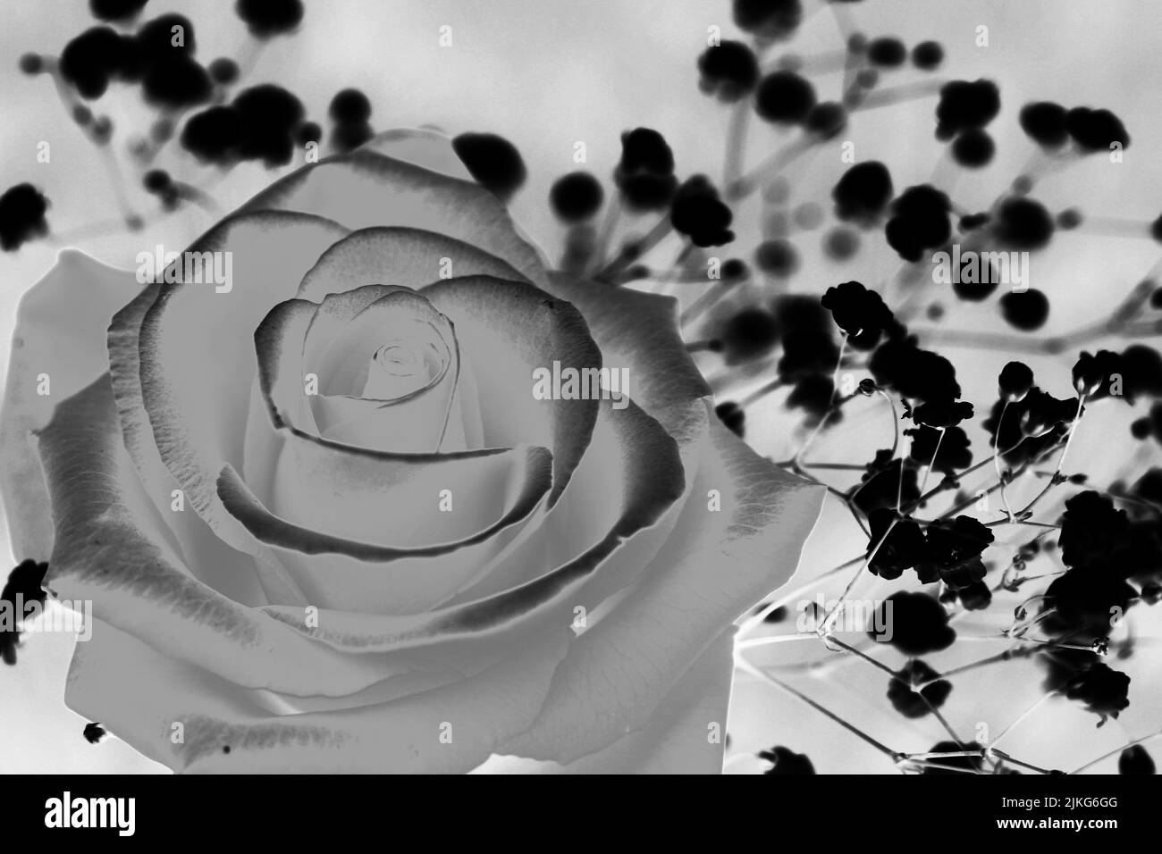 Closeup of a stunning single rose in full bloom as a gift in black and ...