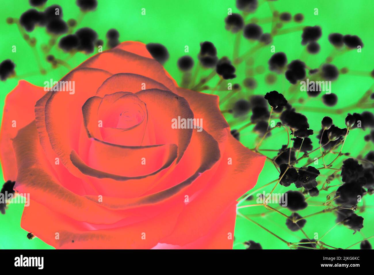 Closeup of a stunning single rose in full bloom as a gift in a bright ...