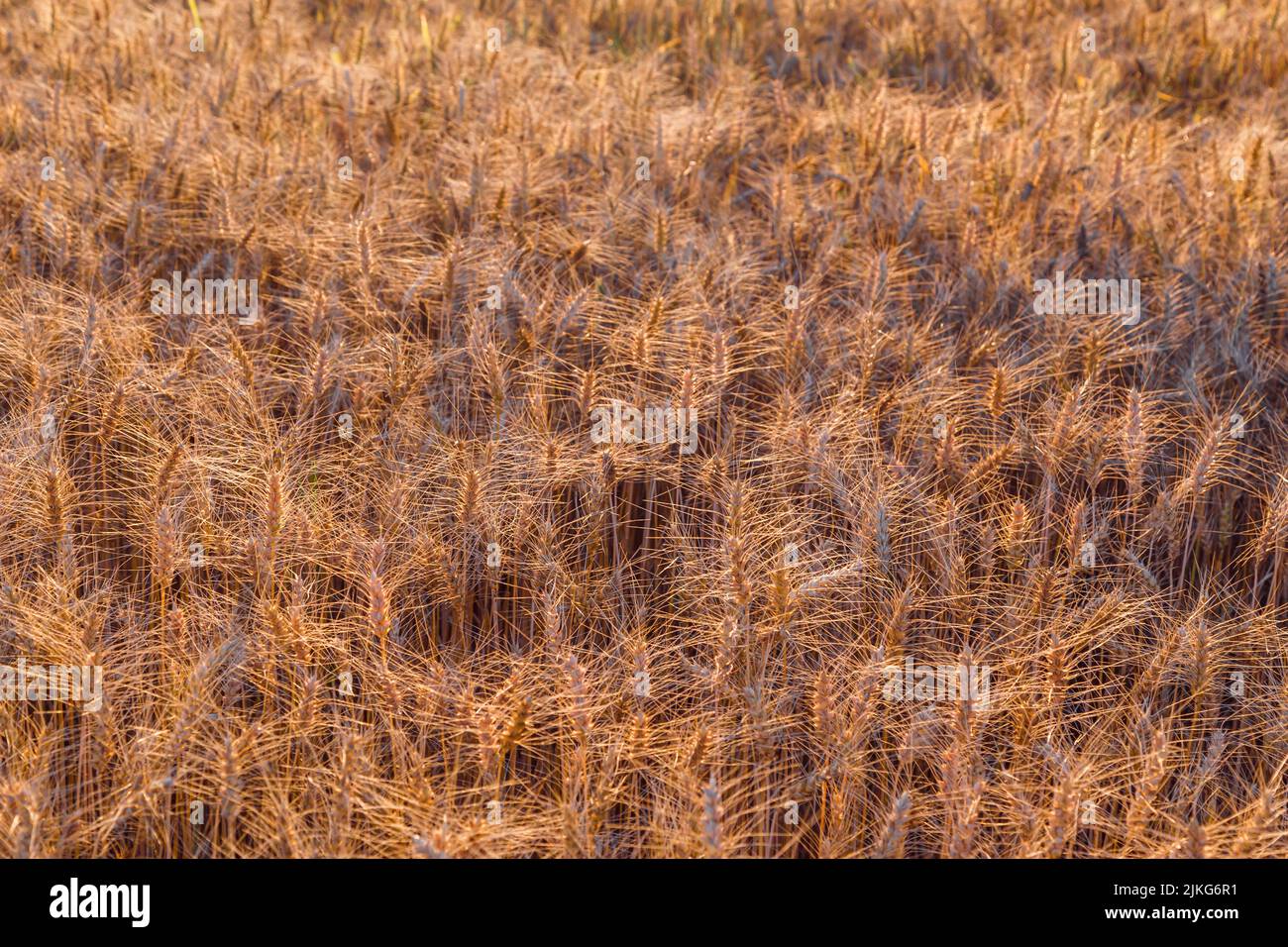 Wheat field in sunset. Harvest agriculture concept Stock Photo - Alamy