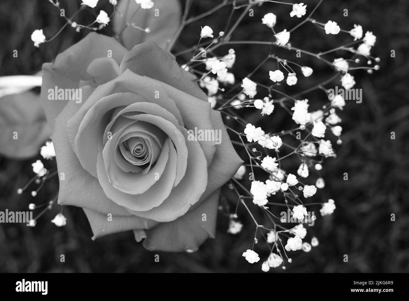 Closeup of a stunning single rose in full bloom as a gift in black and ...