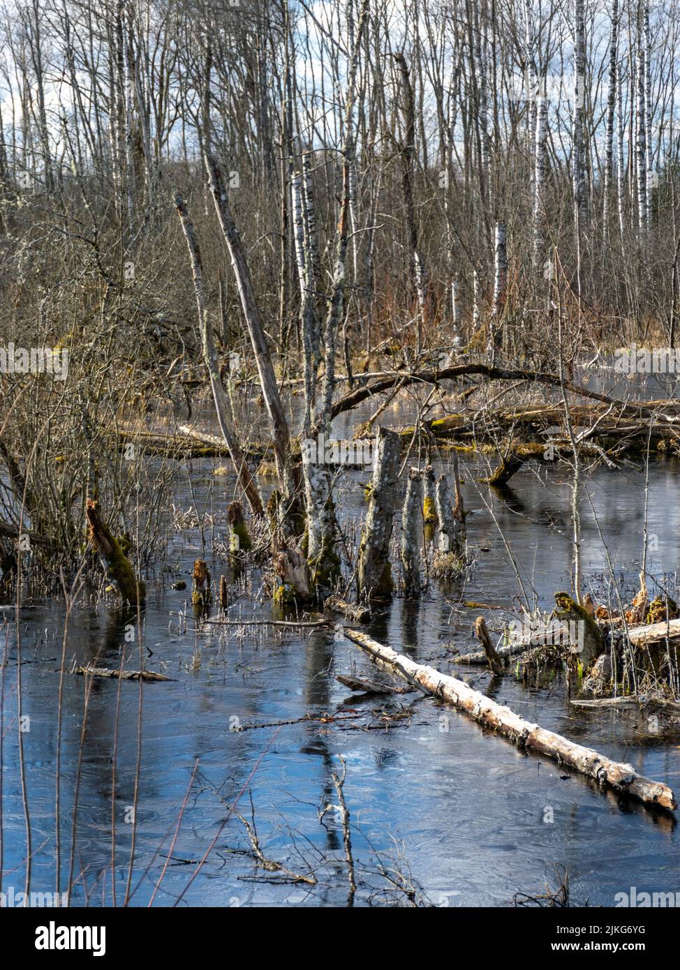 sunny spring landscape with a flooded river, rotten old trees and ...
