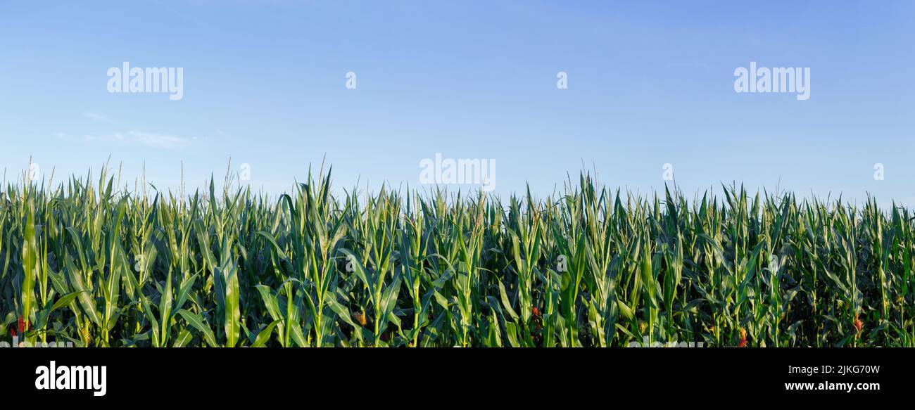 Corn crops field panorama with blue sky Stock Photo - Alamy