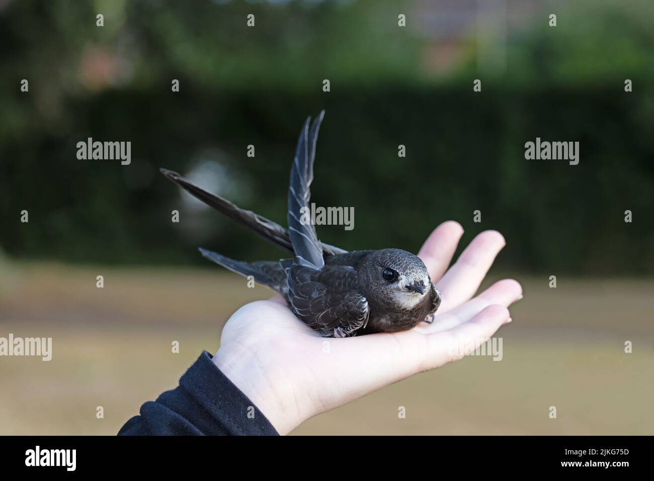 Common Swift (Apus apus) pre-release in the hand Norwich GB UK July ...
