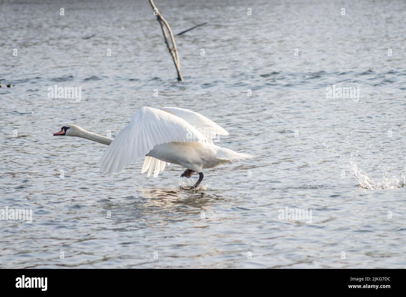 The swan flew out of the water from the cold water of the Danube River ...