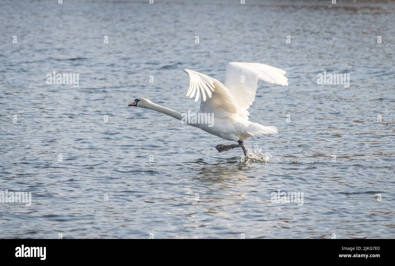 The swan flew out of the water from the cold water of the Danube River ...