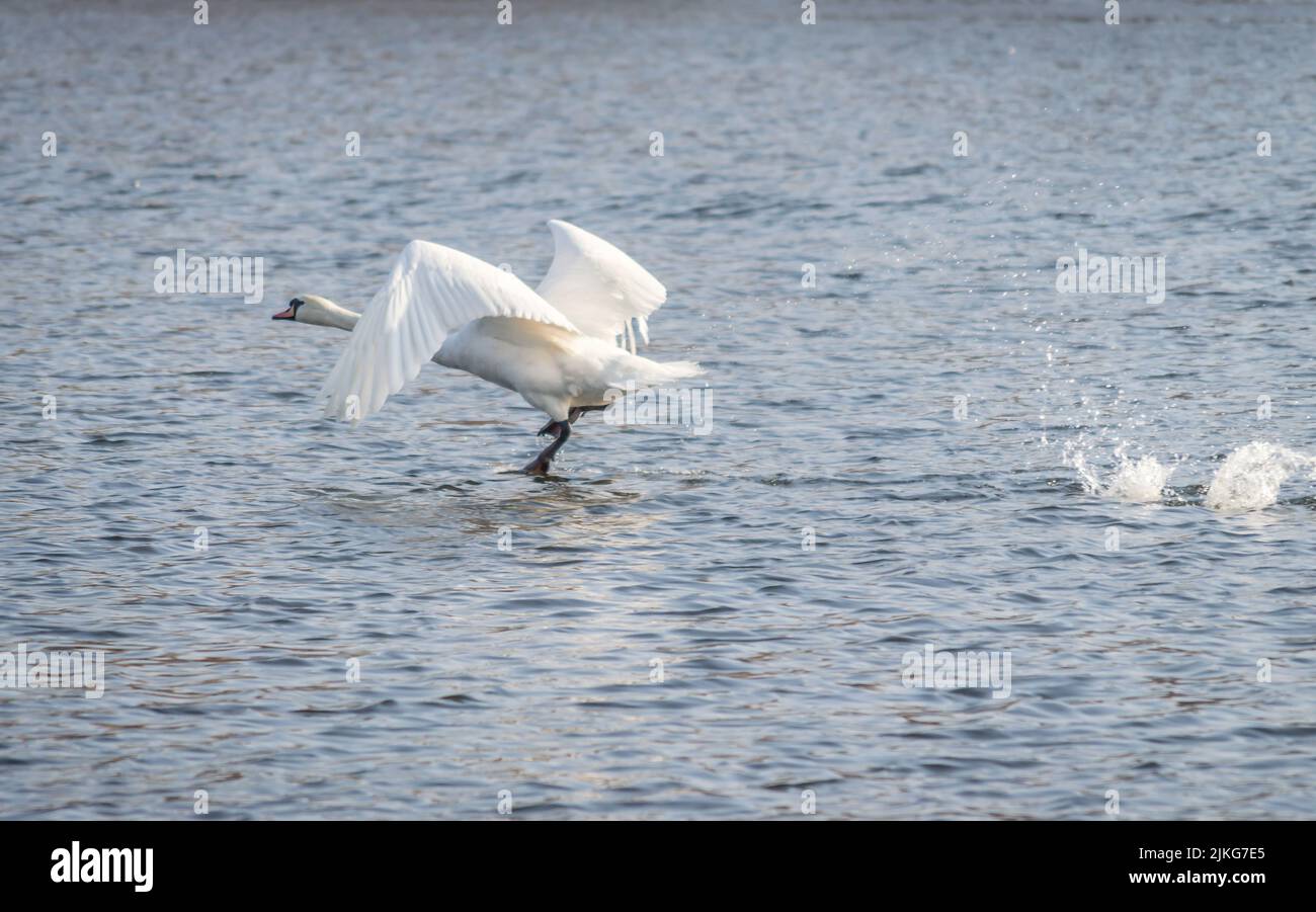 The swan flew out of the water from the cold water of the Danube River ...