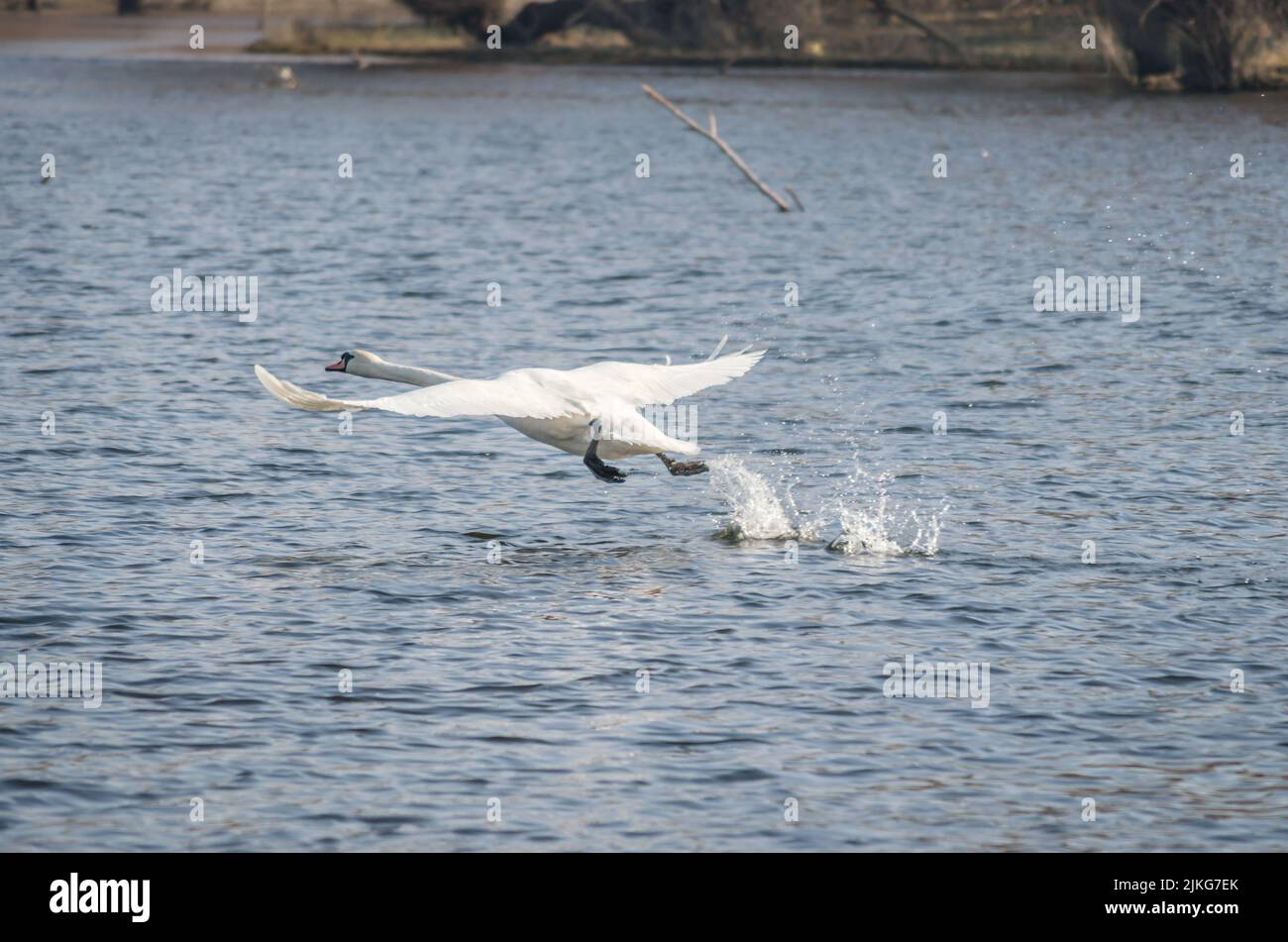 The swan flew out of the water from the cold water of the Danube River ...
