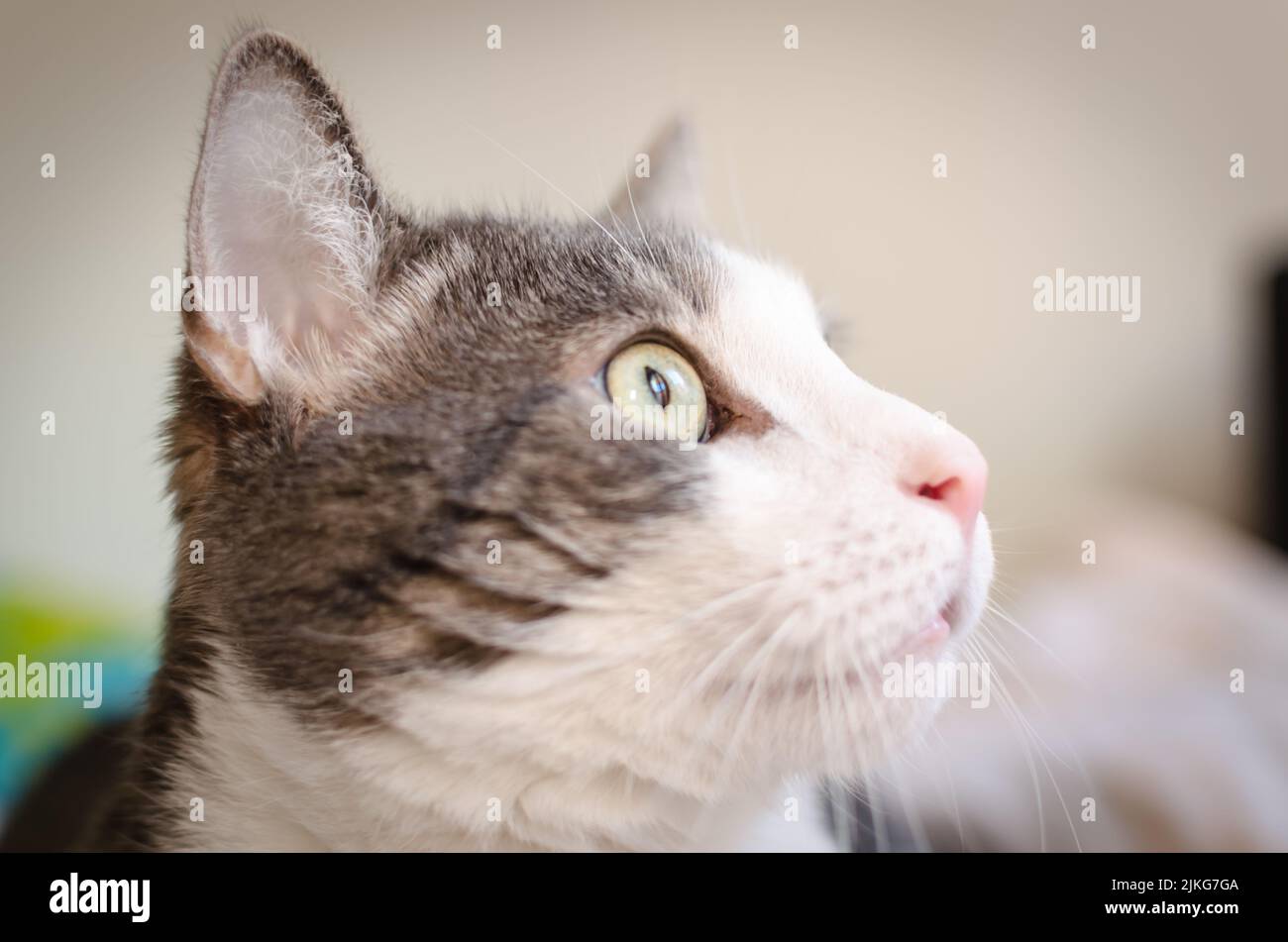 Portrait of a pet gray and white cat. A close-up portrait of a gray and ...