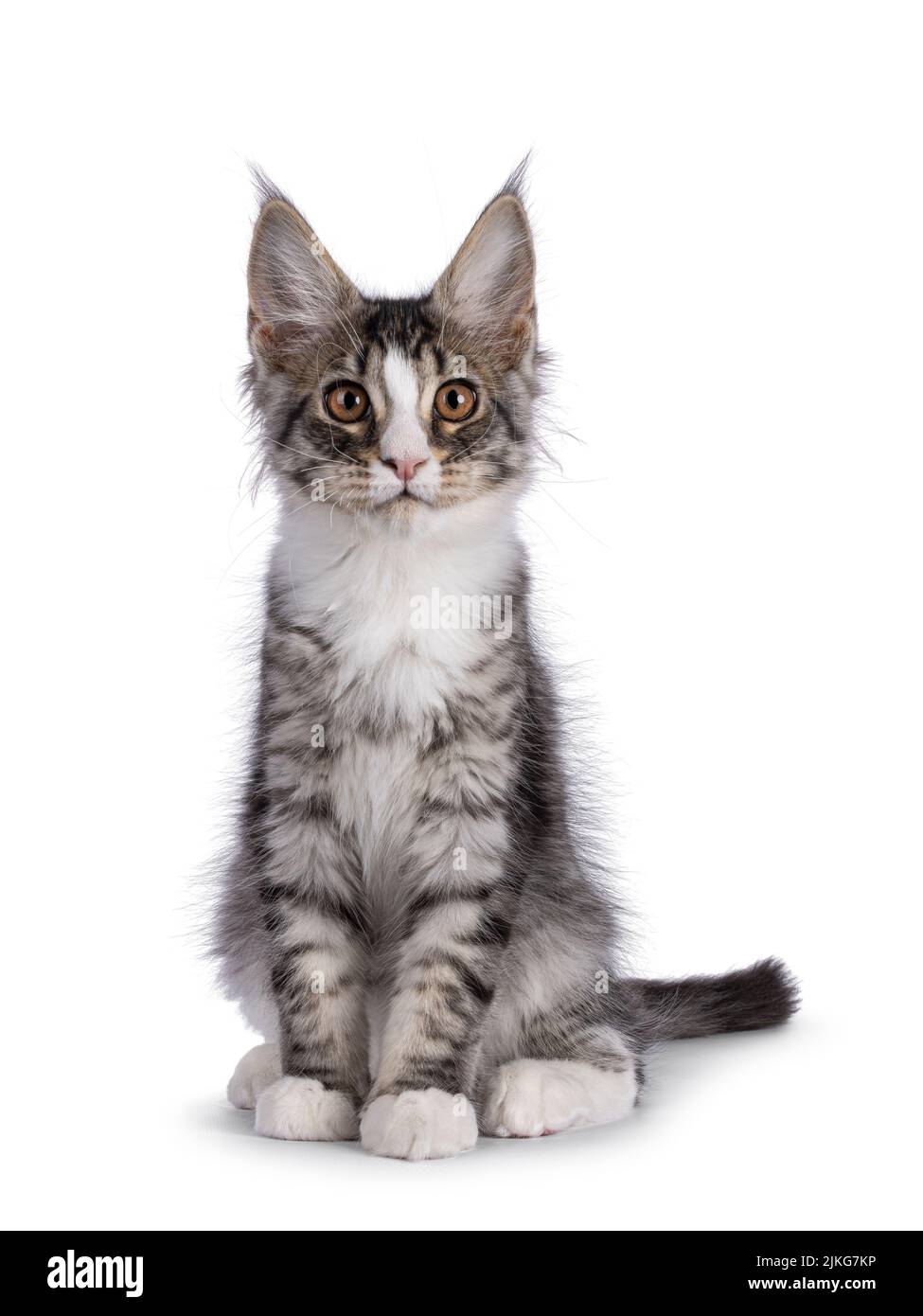 Cute silver Maine Coon cat kitten, sitting up facing front. Looking ...