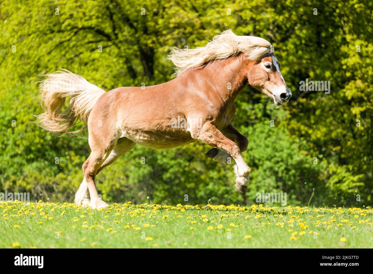 A jumping Haflinger horse on fresh green meadow Stock Photo - Alamy