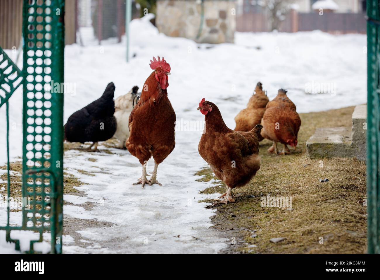 Chicken farm. Rural chicken farm stable with lots of chickens walking ...