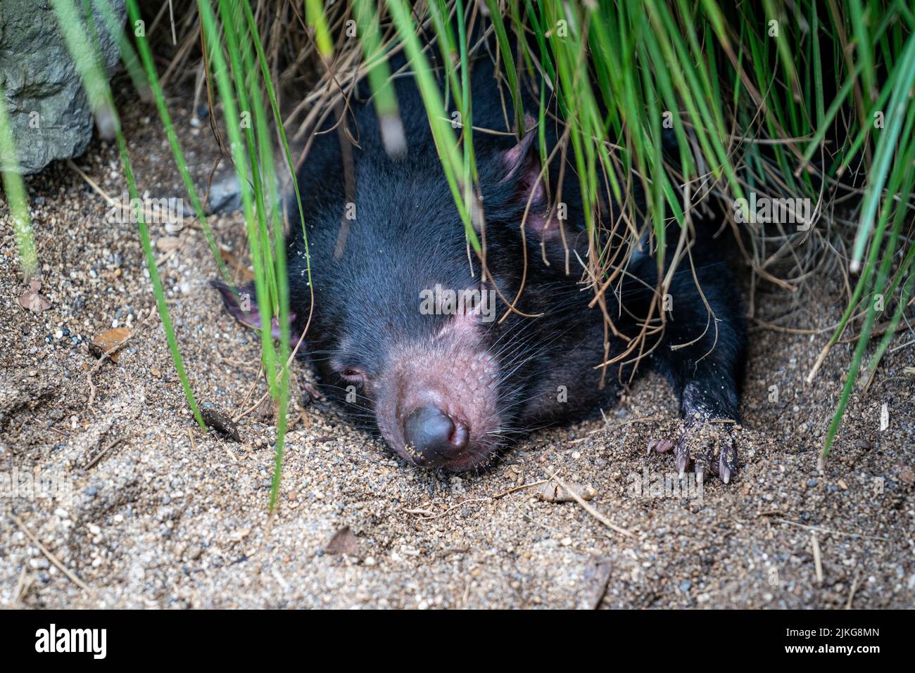Resting tasmanian devil hi-res stock photography and images - Alamy