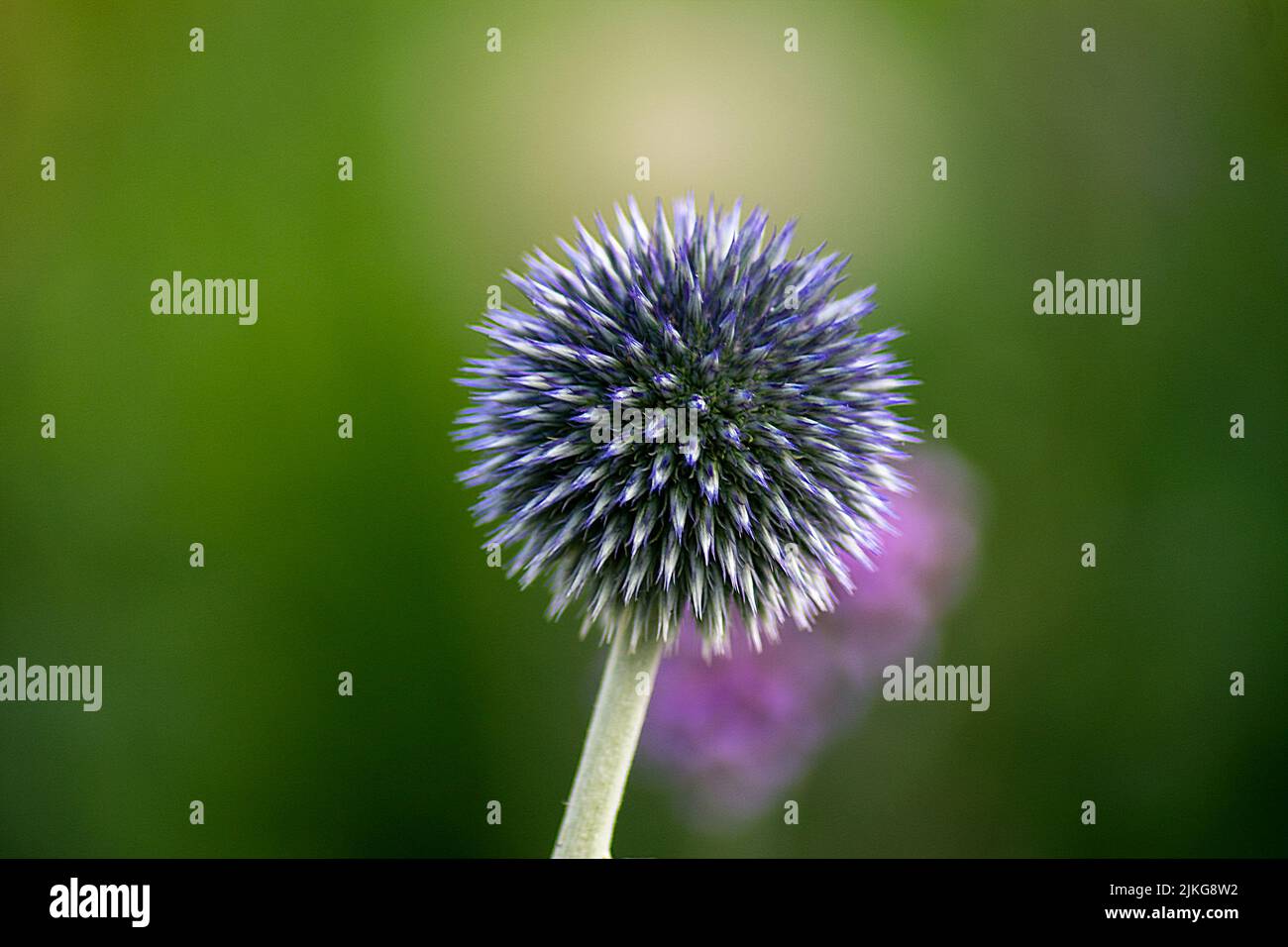 Ornamental thistle hi-res stock photography and images - Alamy