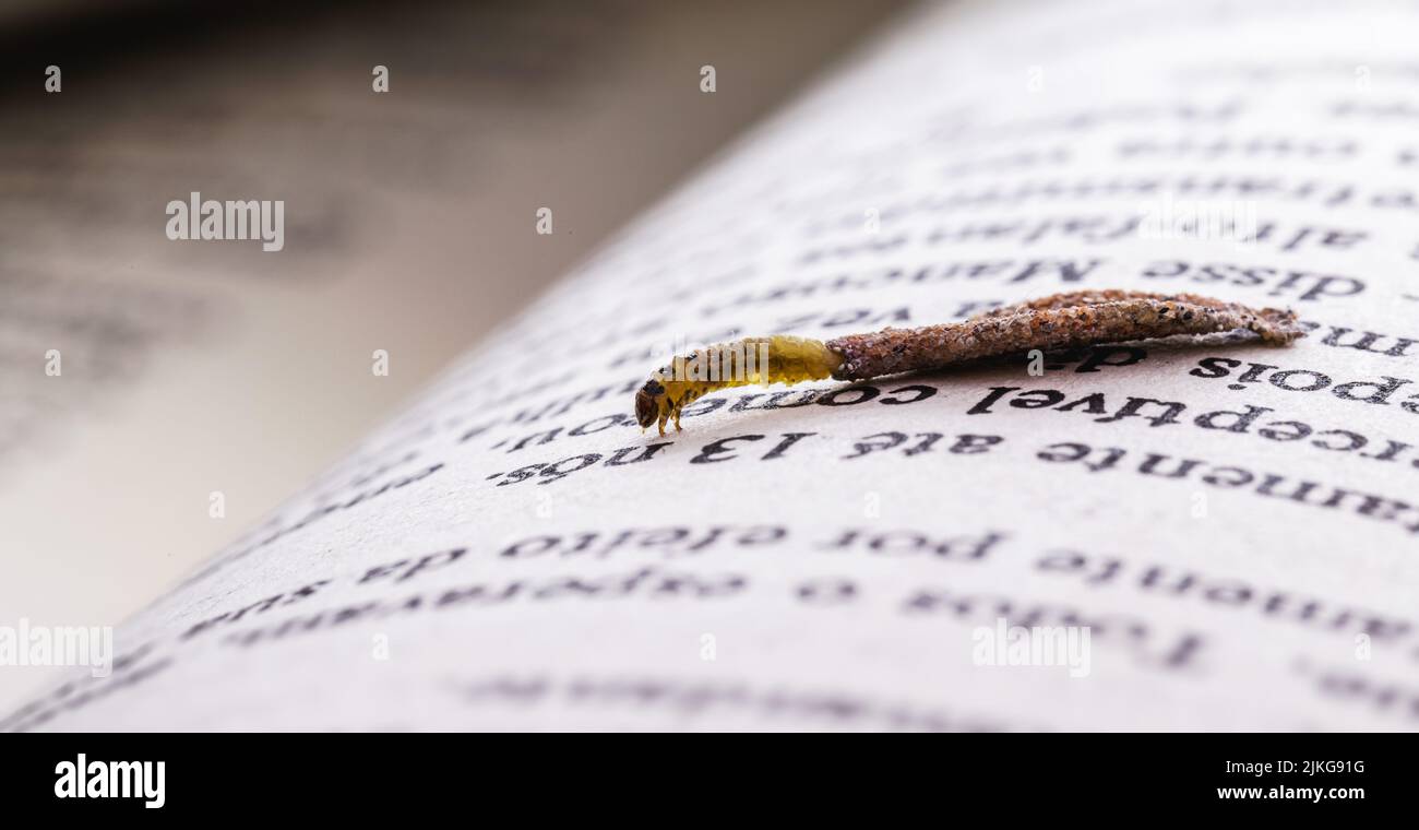 moth larva in cocoon on old book, feeding on paper or cellulose, macro ...