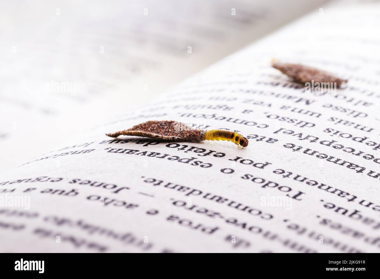 moth larva in cocoon on old book, feeding on paper or cellulose, macro ...