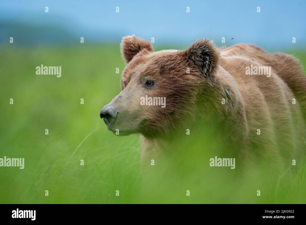 Alaskan brown bear moving along a trail in McNeil River State Game ...