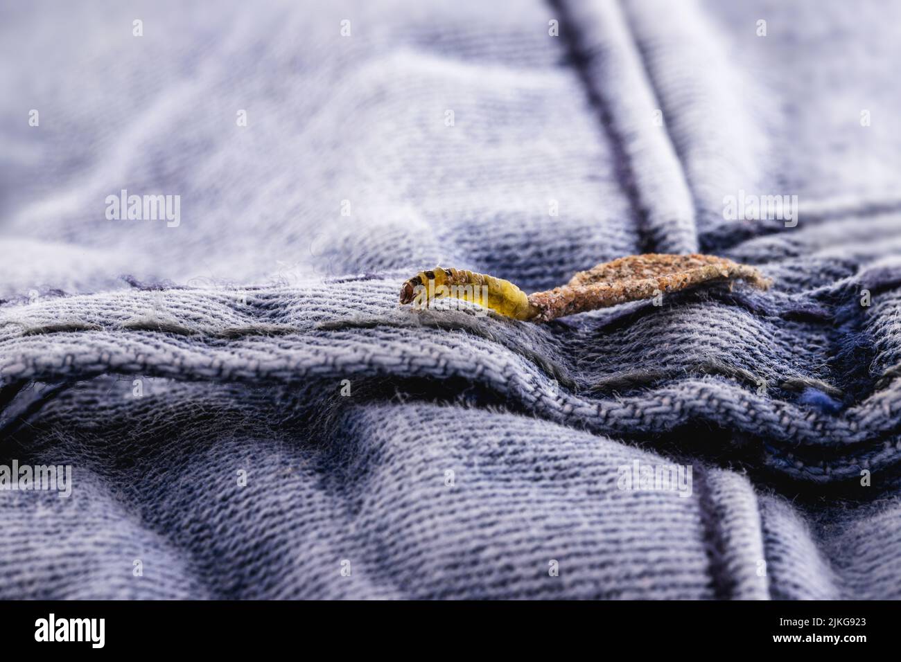 Phereoeca uterella hi-res stock photography and images - Alamy