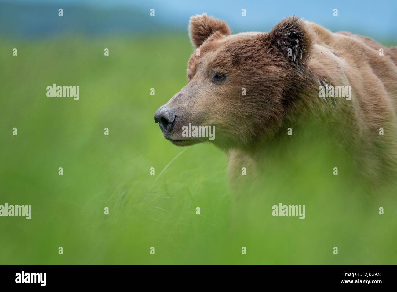 Alaskan brown bear moving along a trail in McNeil River State Game ...