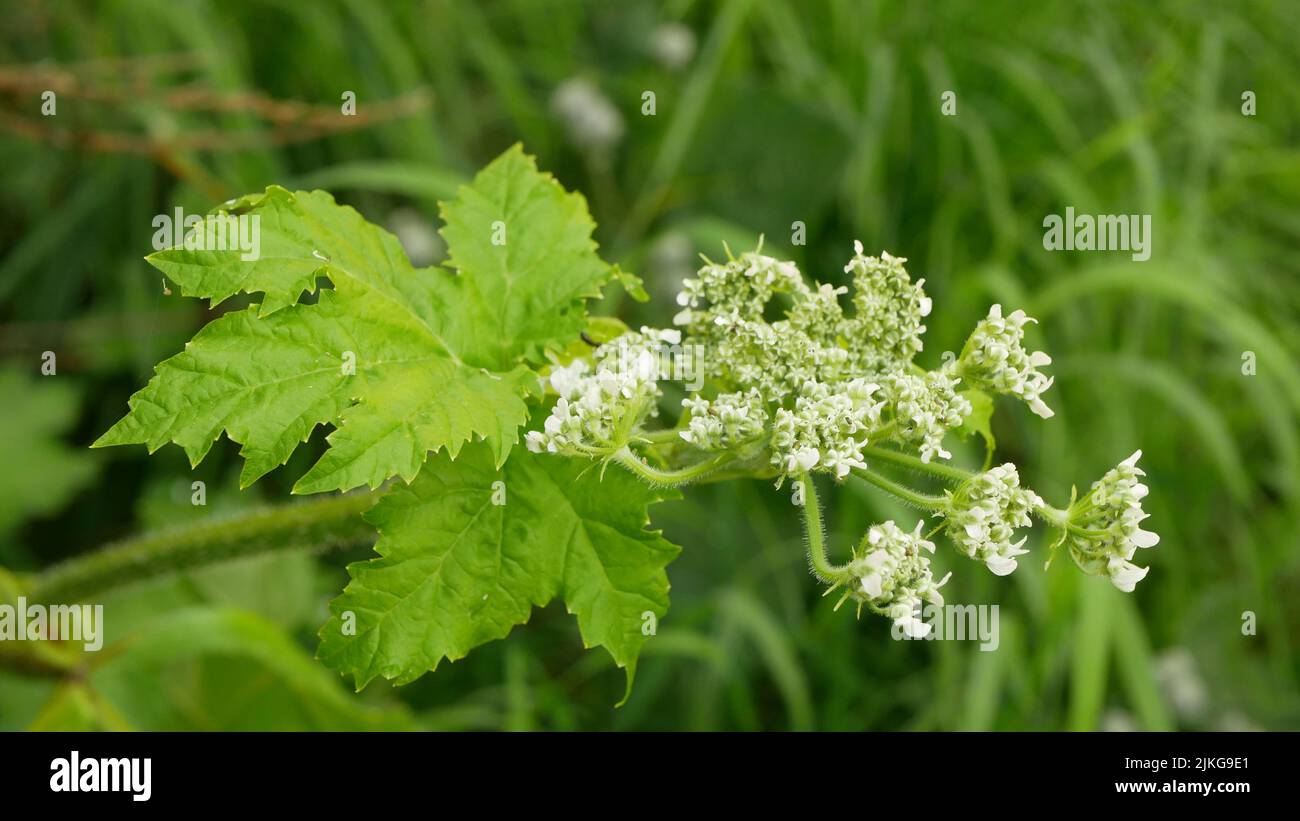 Giant hogweed Heracleum mantegazzianum bloom flower blooming blossom ...