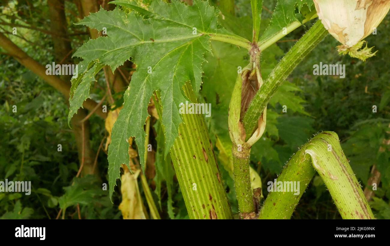 Giant hogweed Heracleum mantegazzianum bloom flower blooming blossom ...