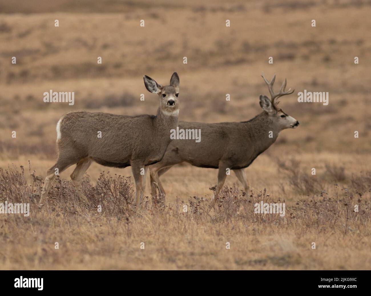 Pair of Montana mule deer together during mating season Stock Photo - Alamy
