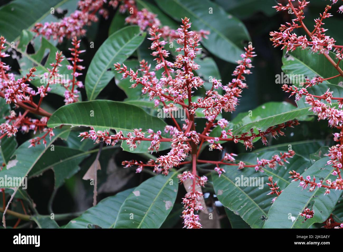 flower Oxalis Triangularis, Phalaenopsis Orchid, Purple Orchid, Mango ...