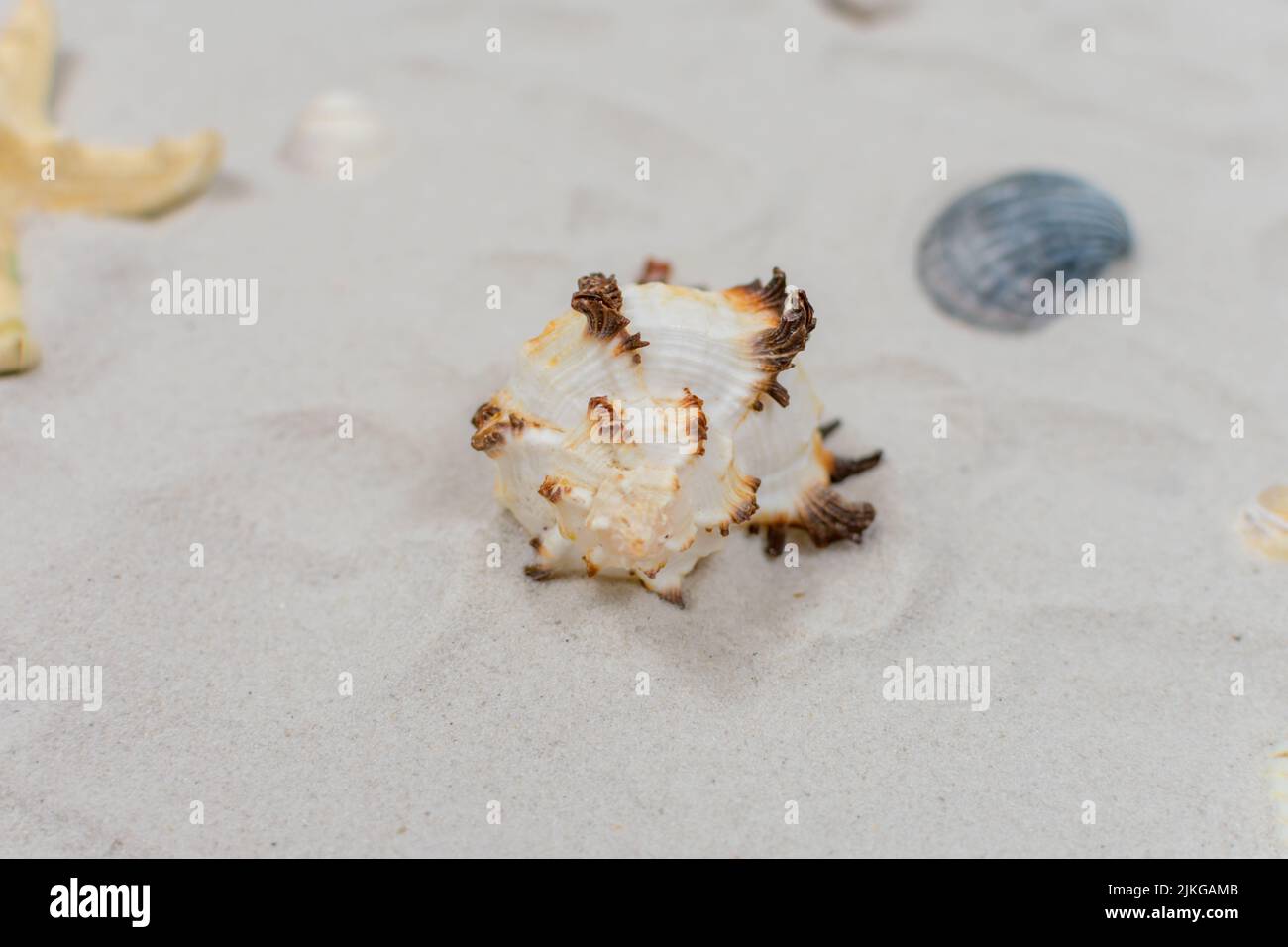 Maluska hi-res stock photography and images - Alamy